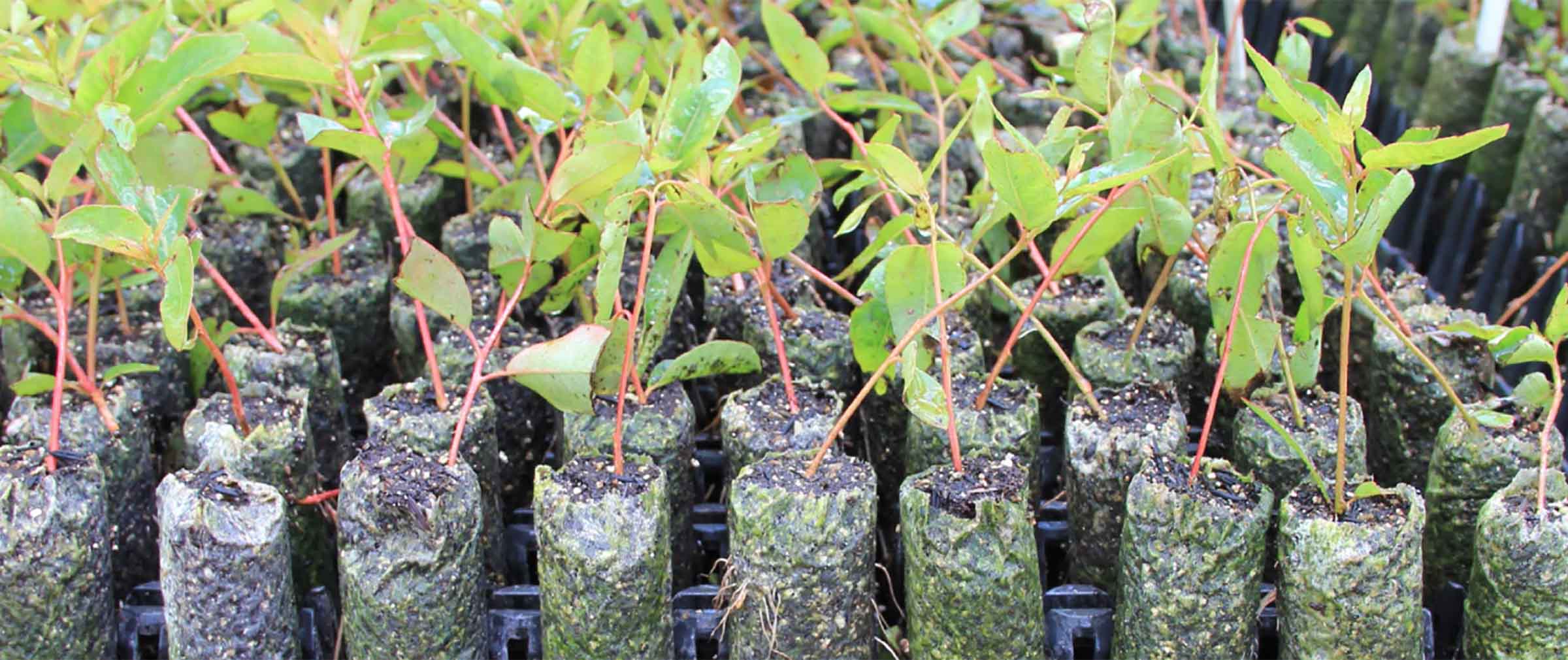 Trays for propagation | designed for forestry | optimal air circulation ...